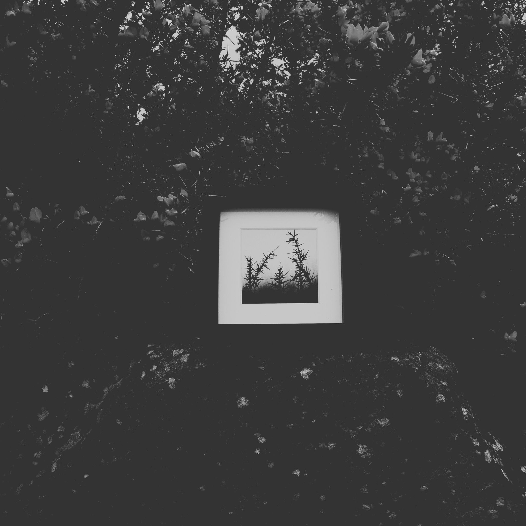 Biodiversity Collection – Amy Ho Artist